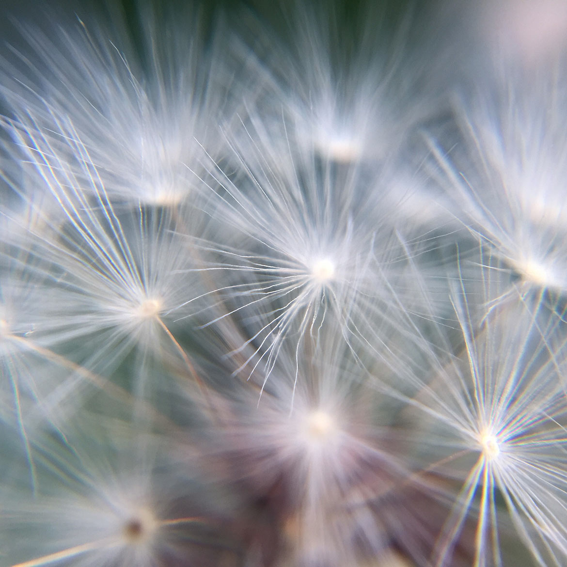 Dandelion – DukeYin 杜克的网志